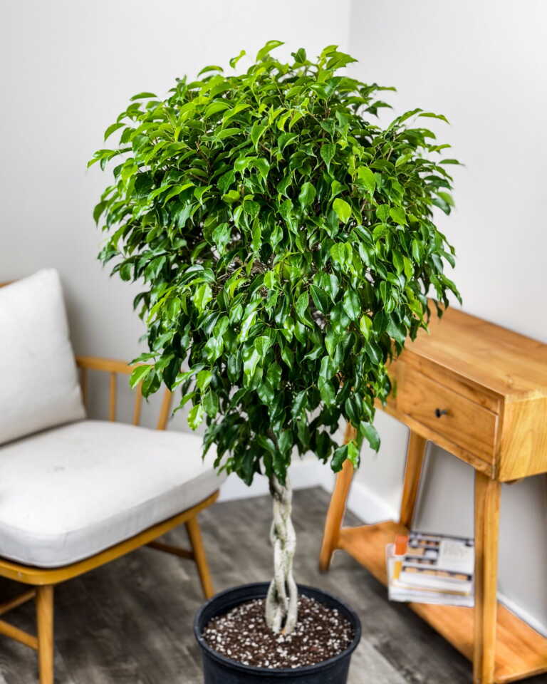Buy Ficus Benjamina 'Wintergreen', Weeping Fig Tree Online