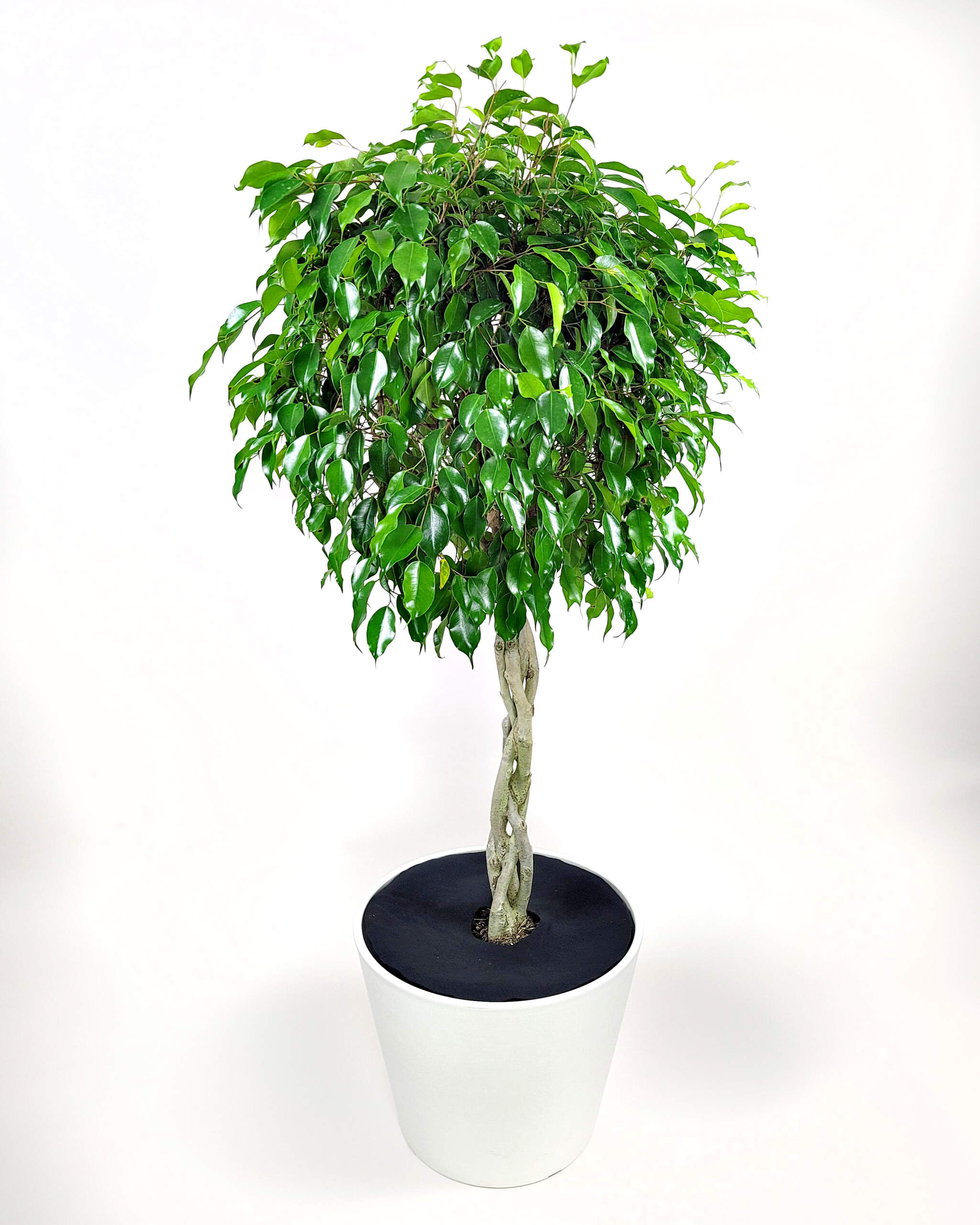 Buy Ficus Benjamina 'Wintergreen', Weeping Fig Tree Online
