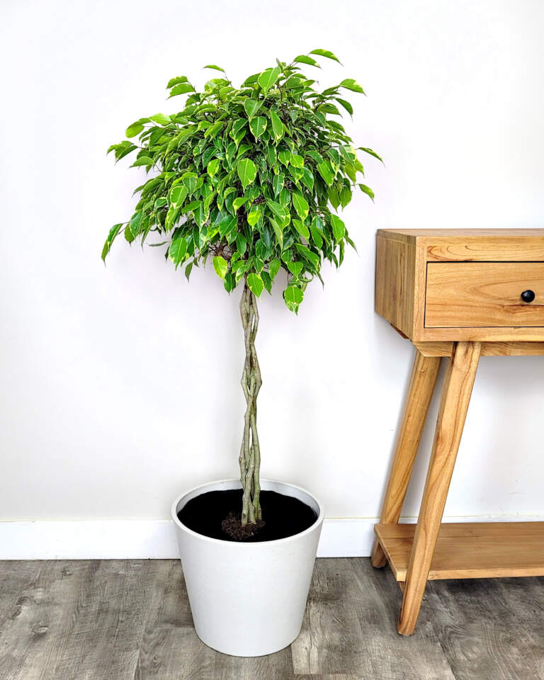 Ficus benjamina ‘Variegata’ | PlantVine