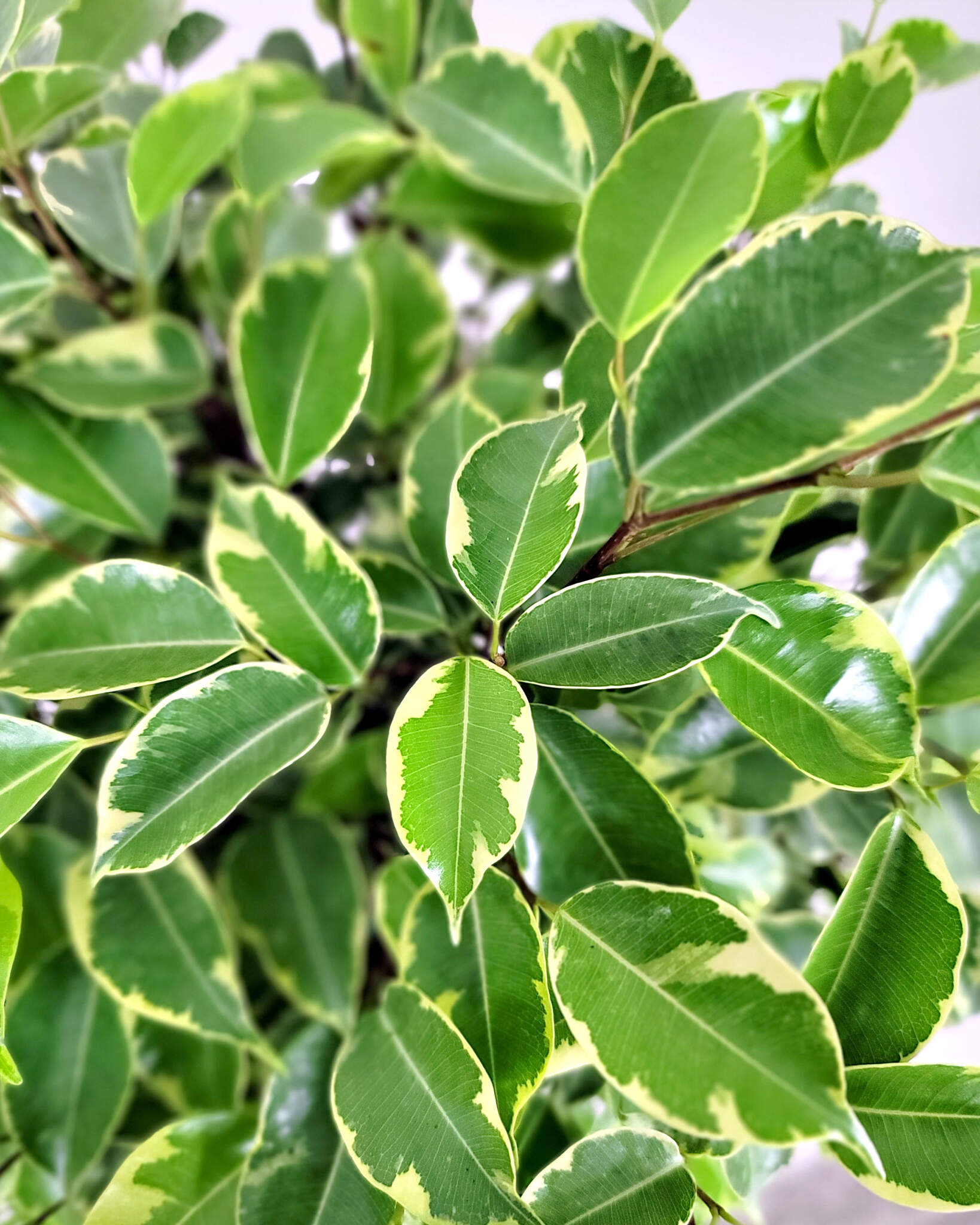 Variegated Ficus benjamina | PlantVine