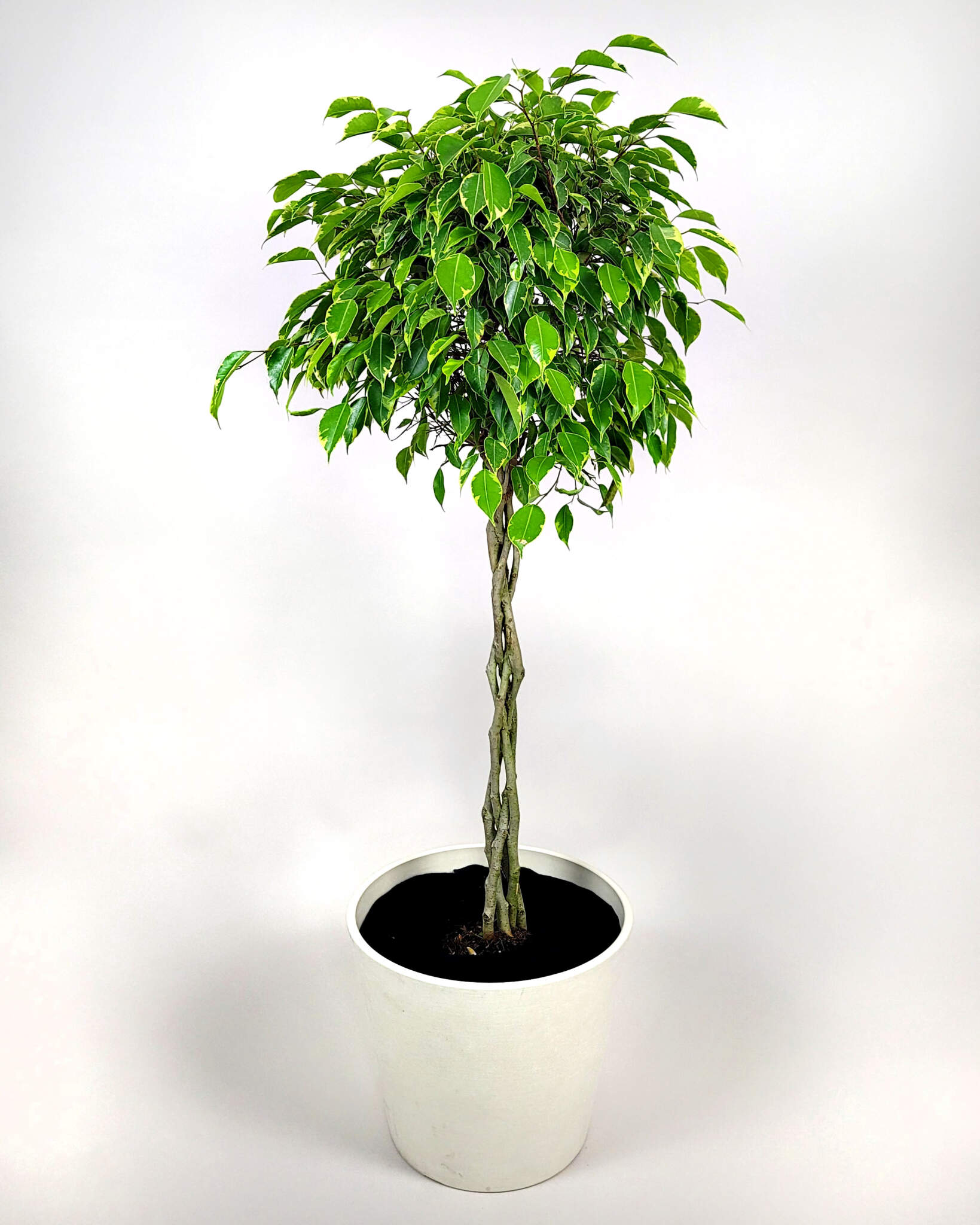 Ficus benjamina ‘Variegata’ | PlantVine