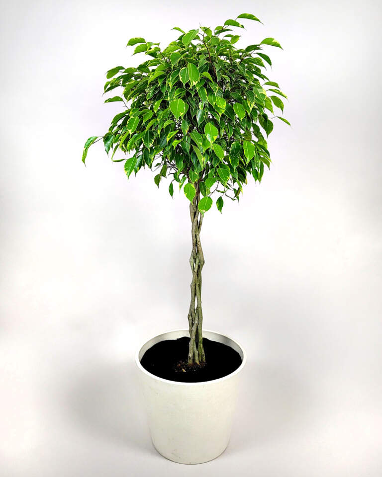 Ficus benjamina ‘Variegata’ | PlantVine