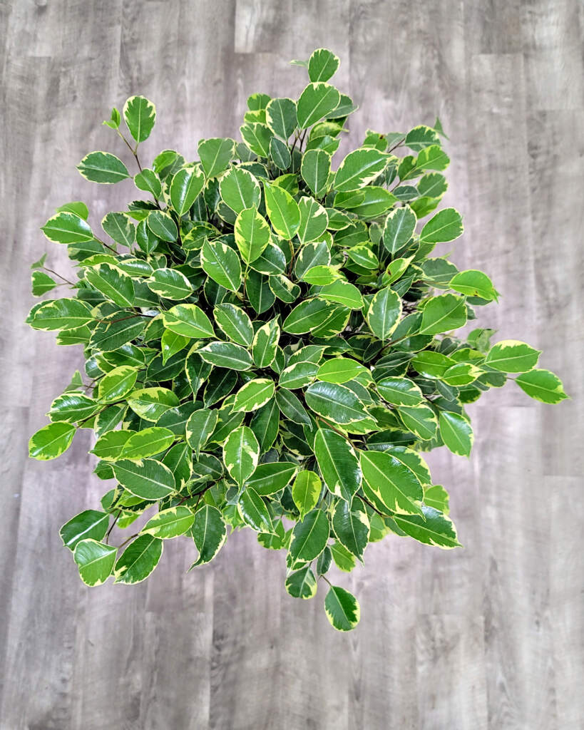 Ficus Varieties | PlantVine
