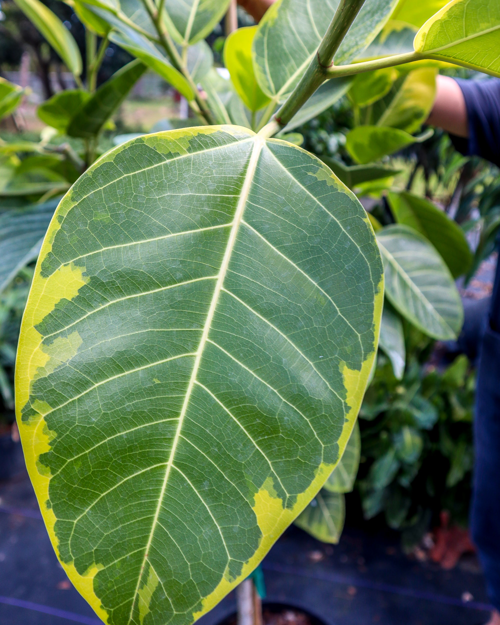 Buy Ficus altissima, Council Tree | Free Shipping over $100