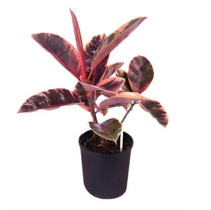 Ficus elastica ‘Ruby’ | PlantVine