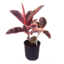 Ficus elastica ‘Ruby’ | PlantVine