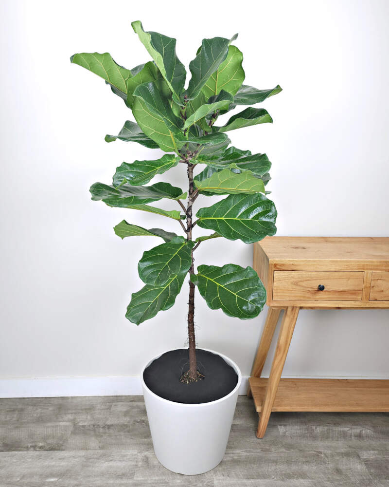 Extra Large Indoor Trees | PlantVine