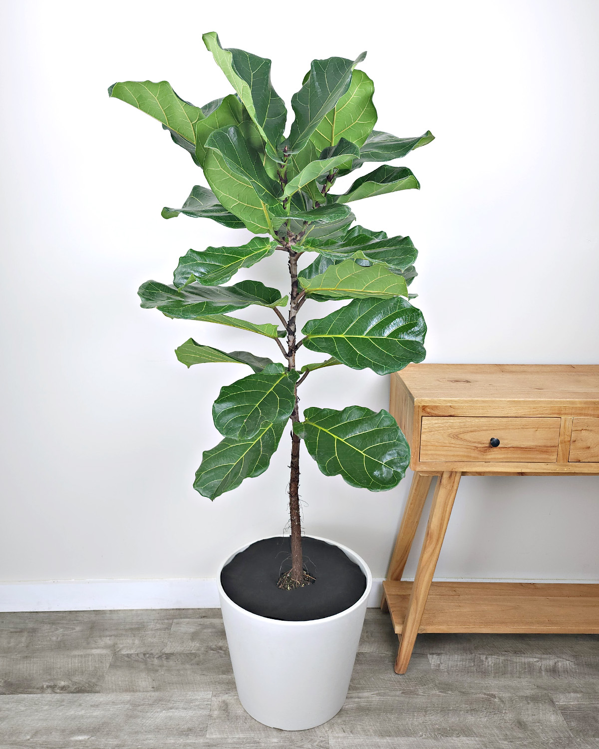 Buy Fiddle Leaf Fig, Ficus Lyrata Plant For Indoors/Outdoors