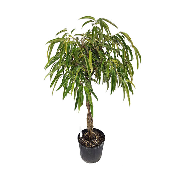 Ficus binnendijkii 'Alii', Ficus maclellandii 'Alii', Long Leaved Fig ...