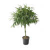 Buy Ficus 'Alii' Plant Online | Free Delivery Over $100
