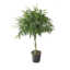 Buy Ficus 'Alii' Plant Online | Free Delivery Over $100