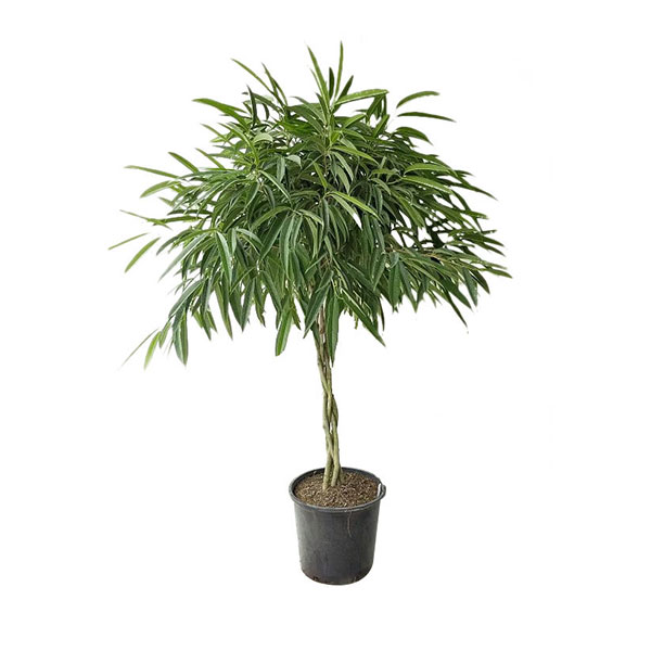 Buy Ficus 'Alii' Plant Online | Free Delivery Over $100