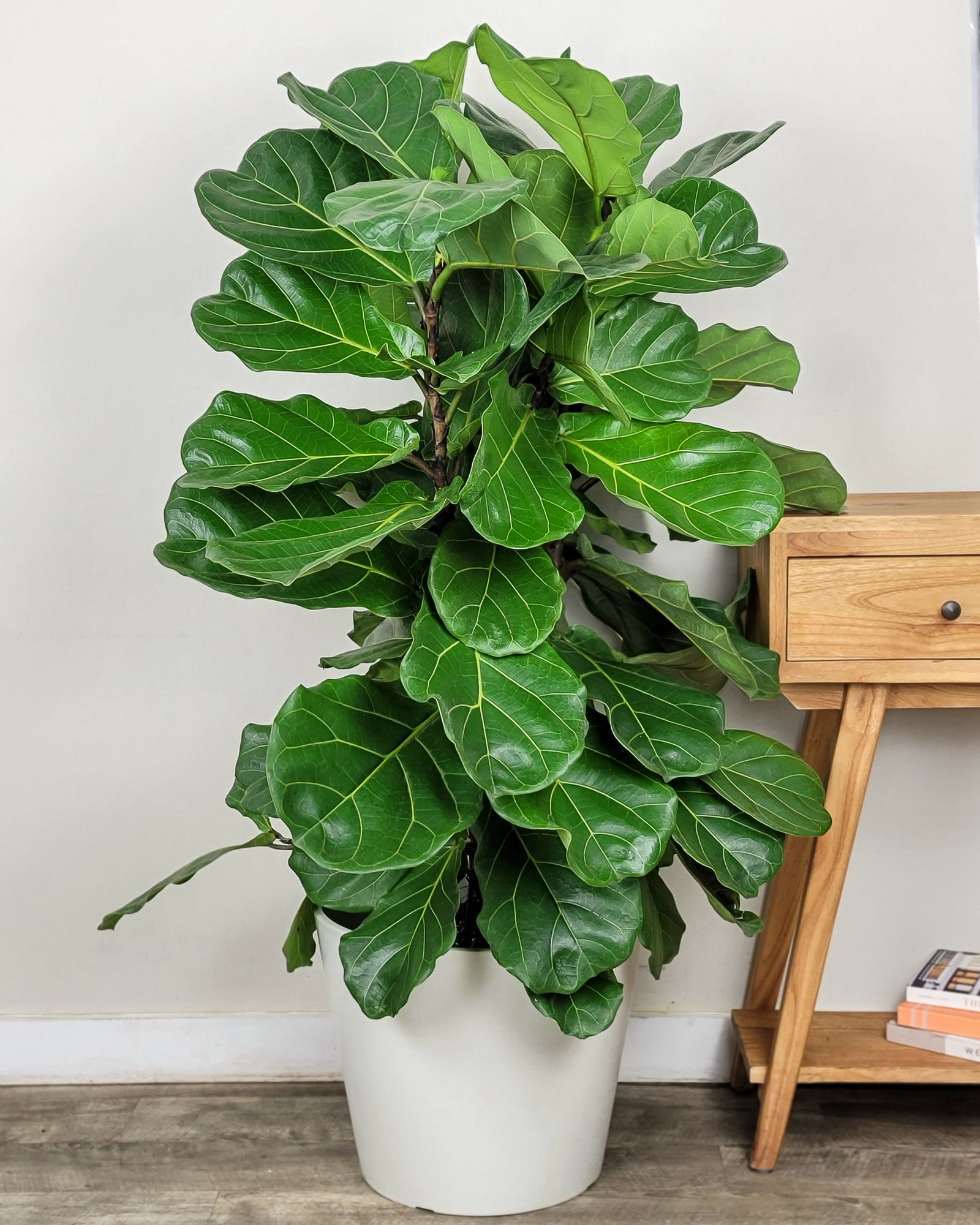 Buy Fiddle Leaf Fig, Ficus Lyrata Plant For Indoors/Outdoors