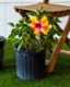 Tropical Hibiscus ‘Fiesta’ | PlantVine