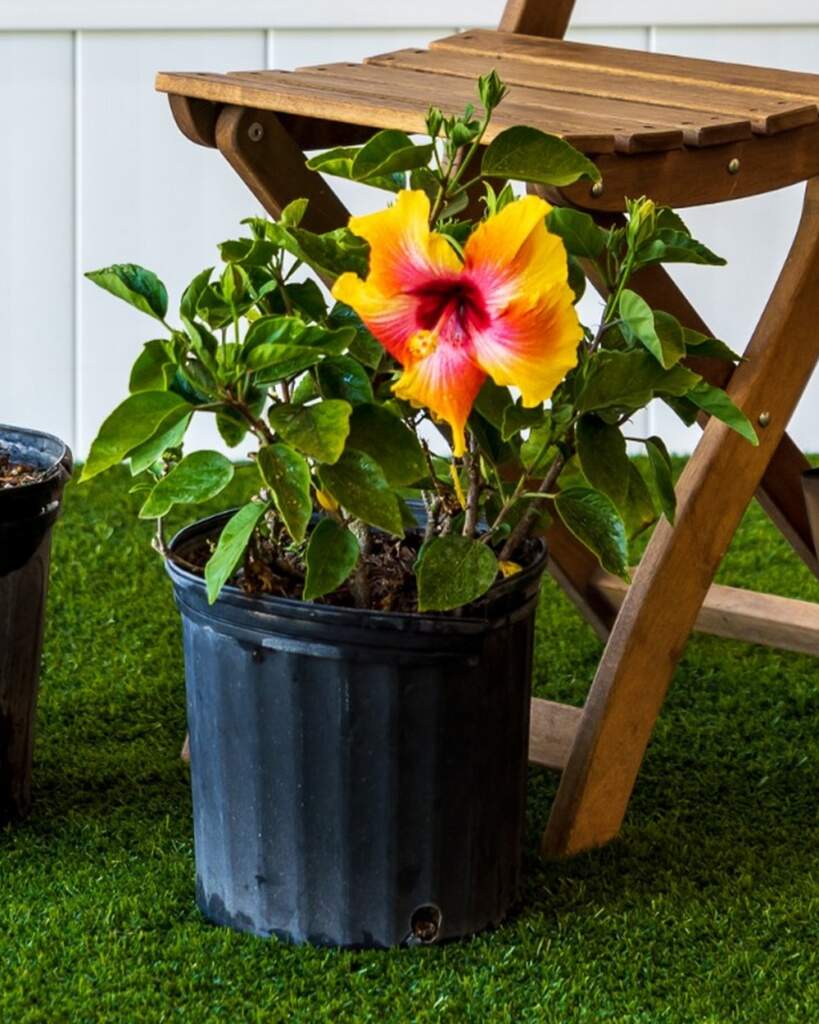 Tropical Hibiscus ‘Fiesta’ | PlantVine