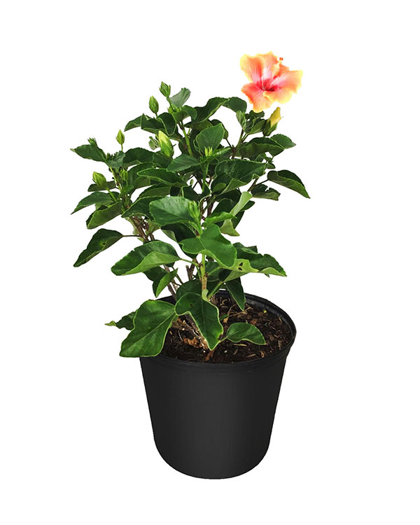 Buy Hibiscus rosa-sinensis 'Fiesta', Tropical Hibiscus | Free Shipping ...