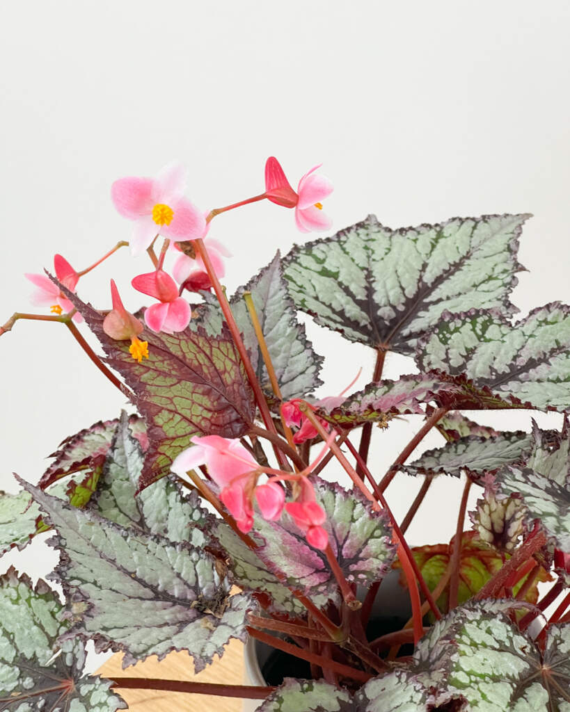 Begonia ‘Fire Spike’ | PlantVine
