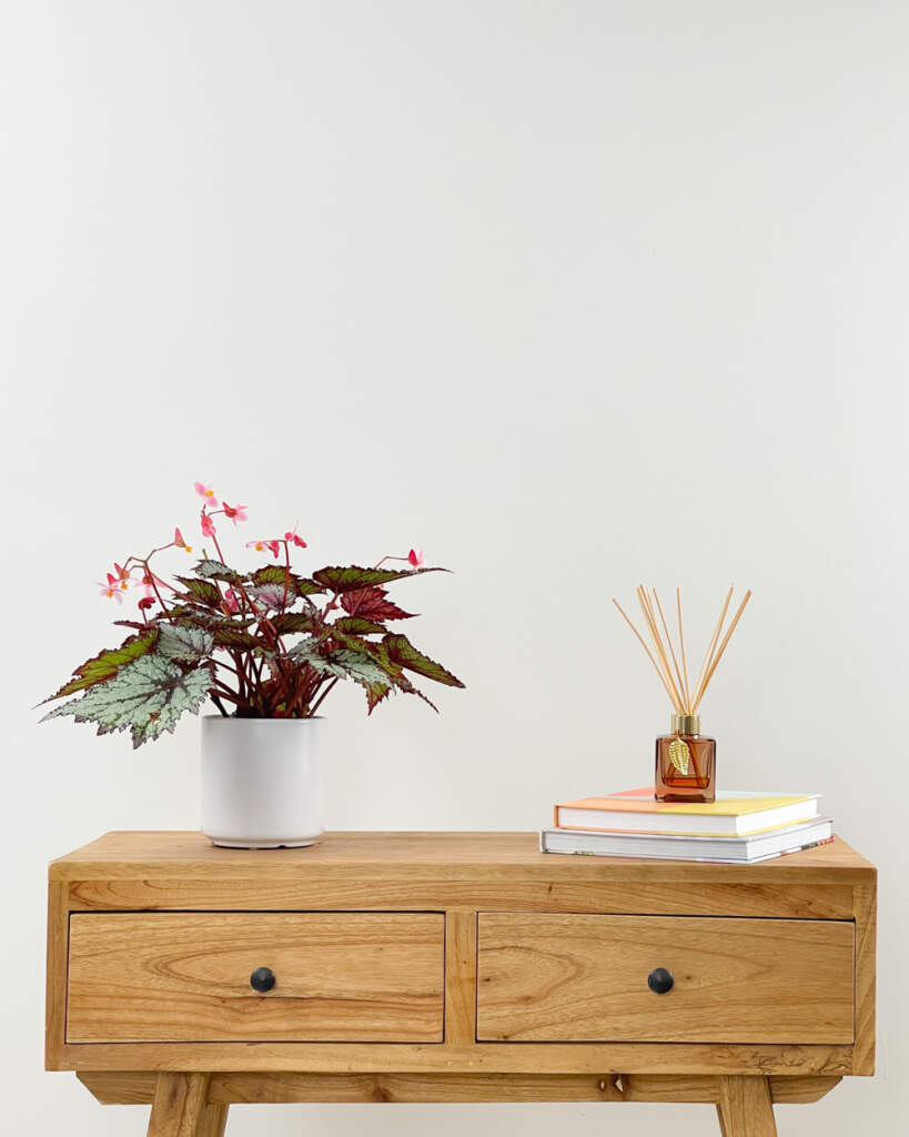 Begonia ‘Fire Spike’ | PlantVine