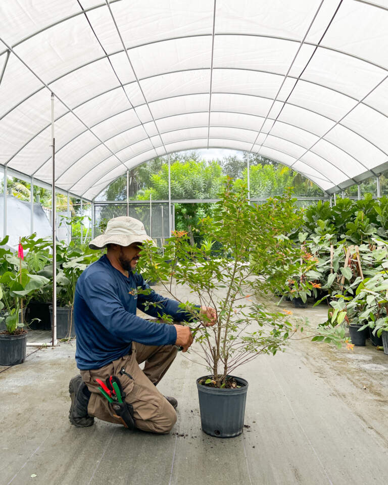 Hamelia patens ‘Nodosa’, Dwarf Firebush, Hummingbird Bush, African ...
