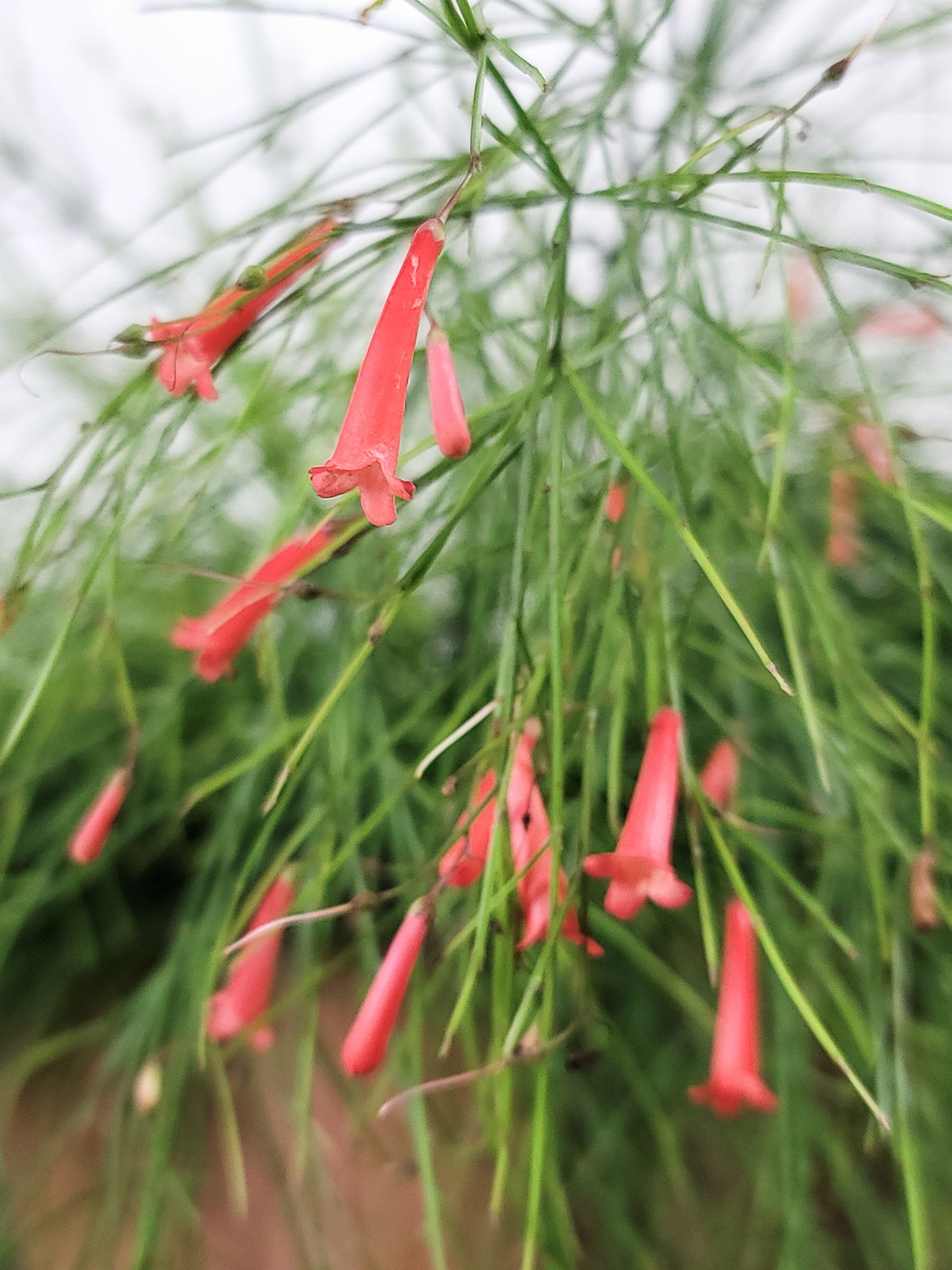 Purchase Russelia Equisetiformis, Firecracker Bush Online