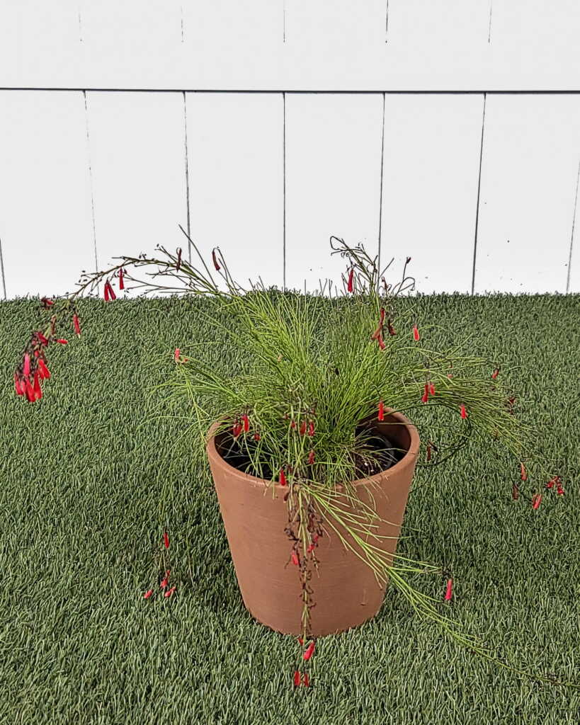 Purchase Russelia Equisetiformis, Firecracker Bush Online