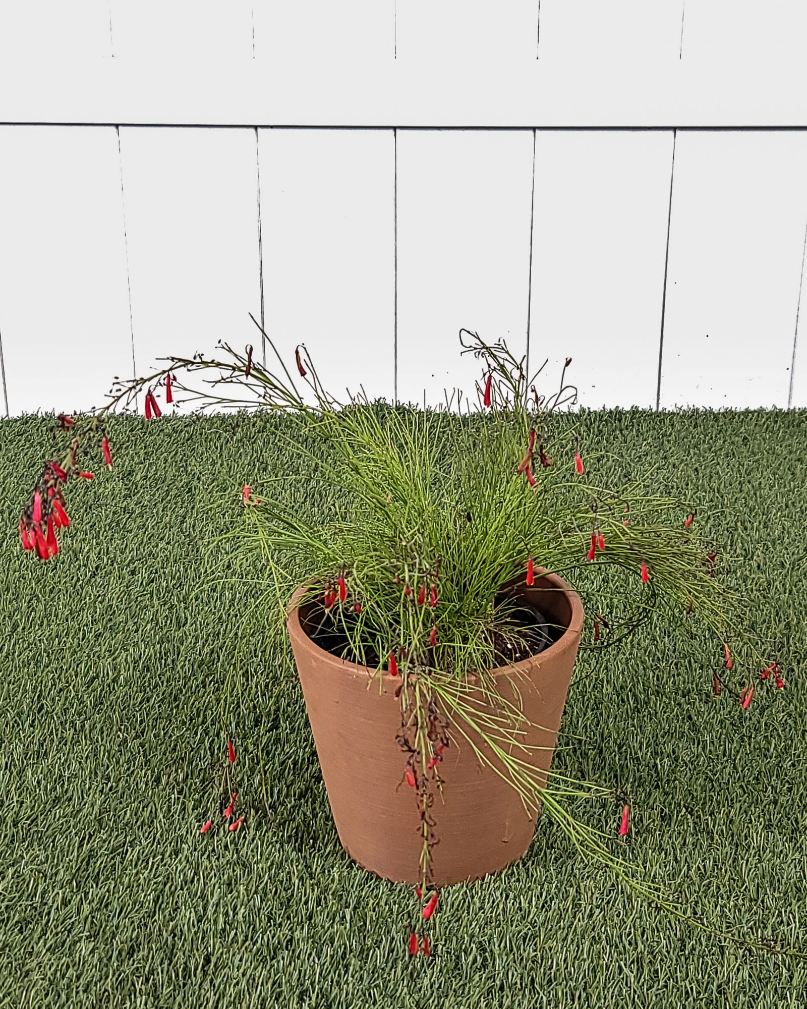 Purchase Russelia Equisetiformis, Firecracker Bush Online