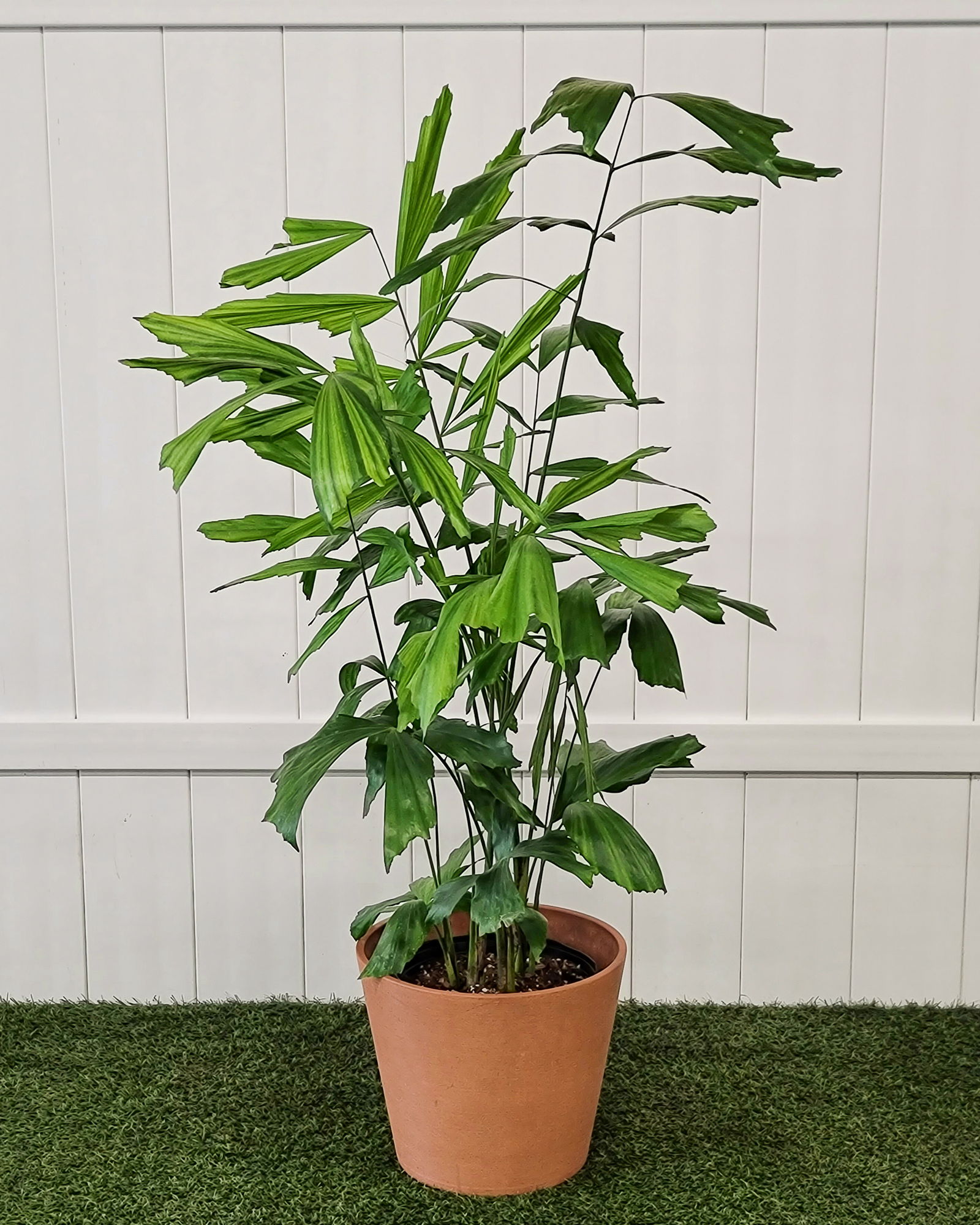 Fishtail Palm | PlantVine