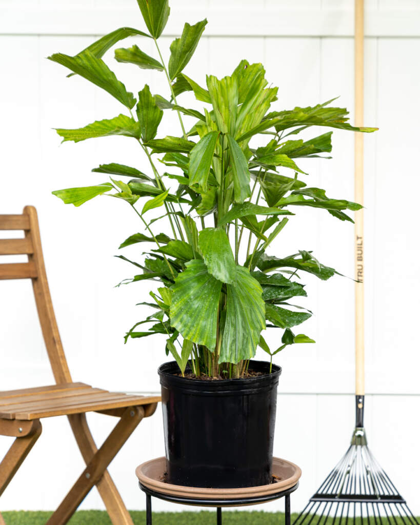 Fishtail Palm | PlantVine