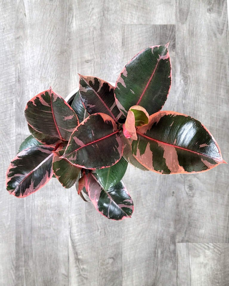Ficus Varieties | PlantVine