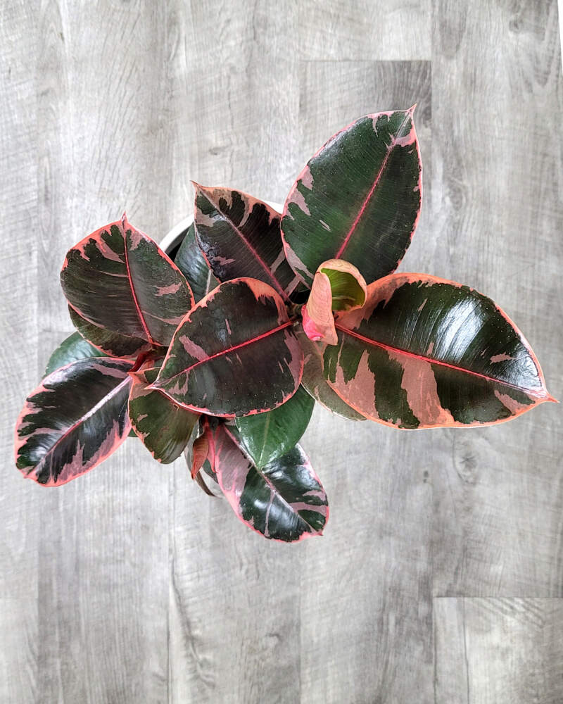 Ficus Varieties | PlantVine