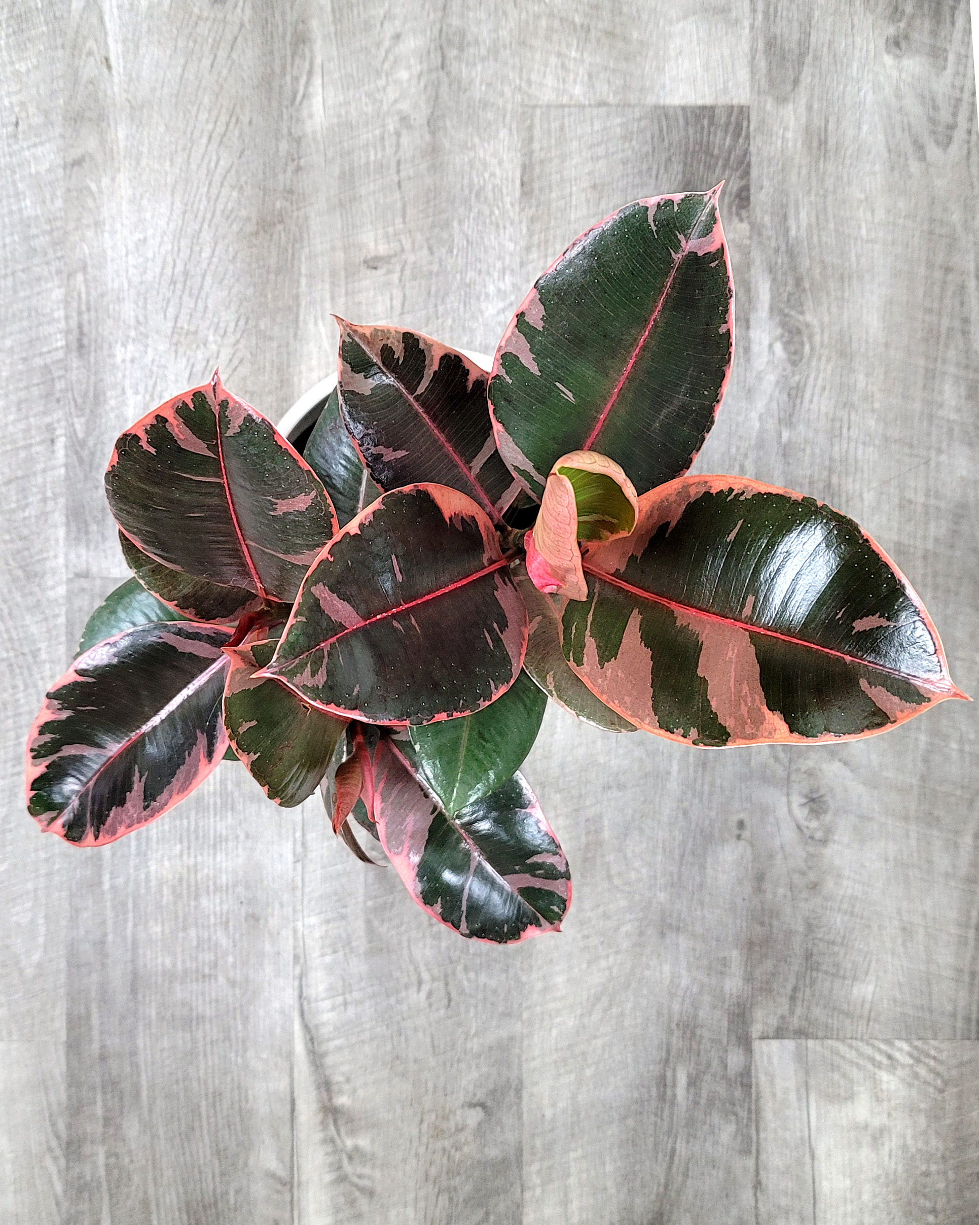 Ficus Varieties | PlantVine