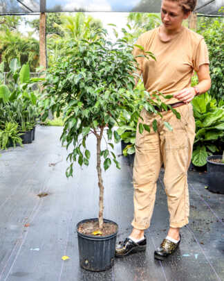 California Certified Trees | PlantVine