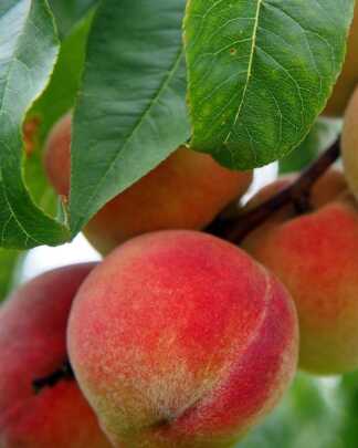 Florida Grande Peach | PlantVine