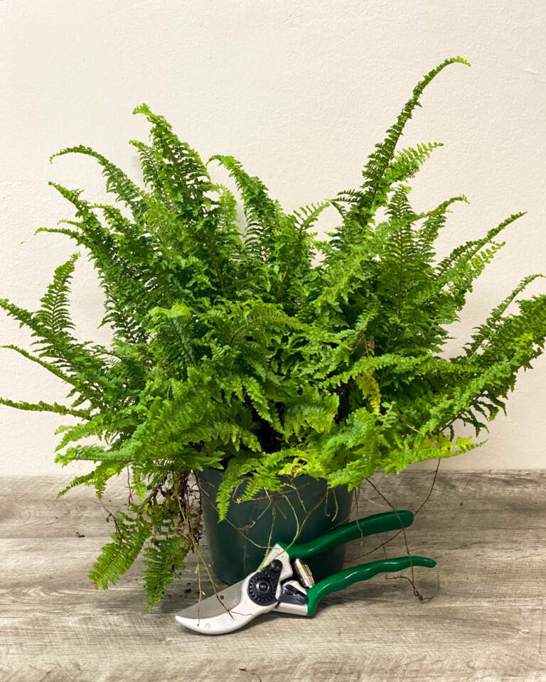 Nephrolepis exaltata ‘Fluffy Ruffles’, Fern | PlantVine