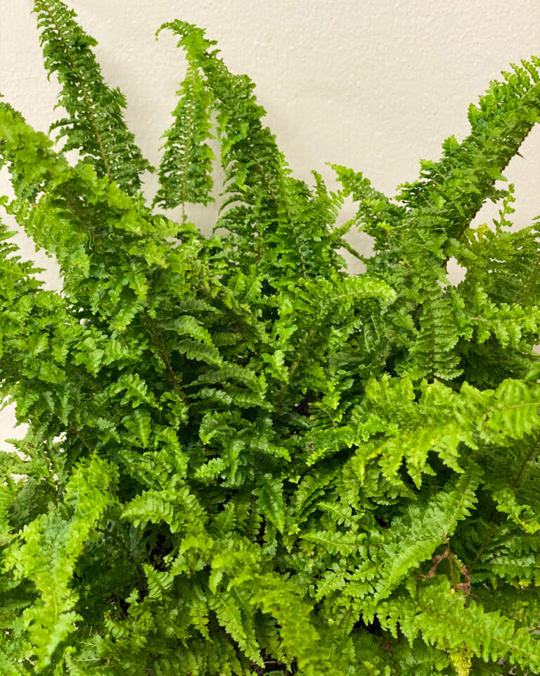 Nephrolepis exaltata ‘Fluffy Ruffles’, Fern | PlantVine