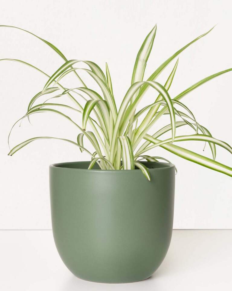 Premium Planter 8-inch | PlantVine