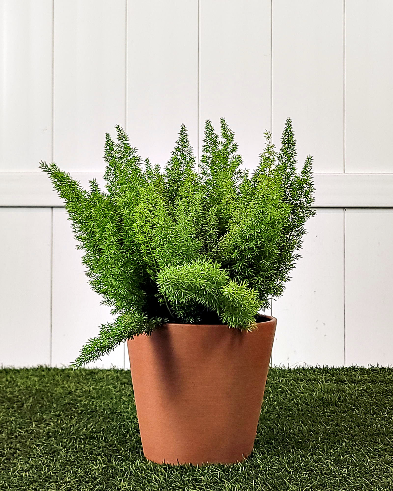 Foxtail Fern | PlantVine
