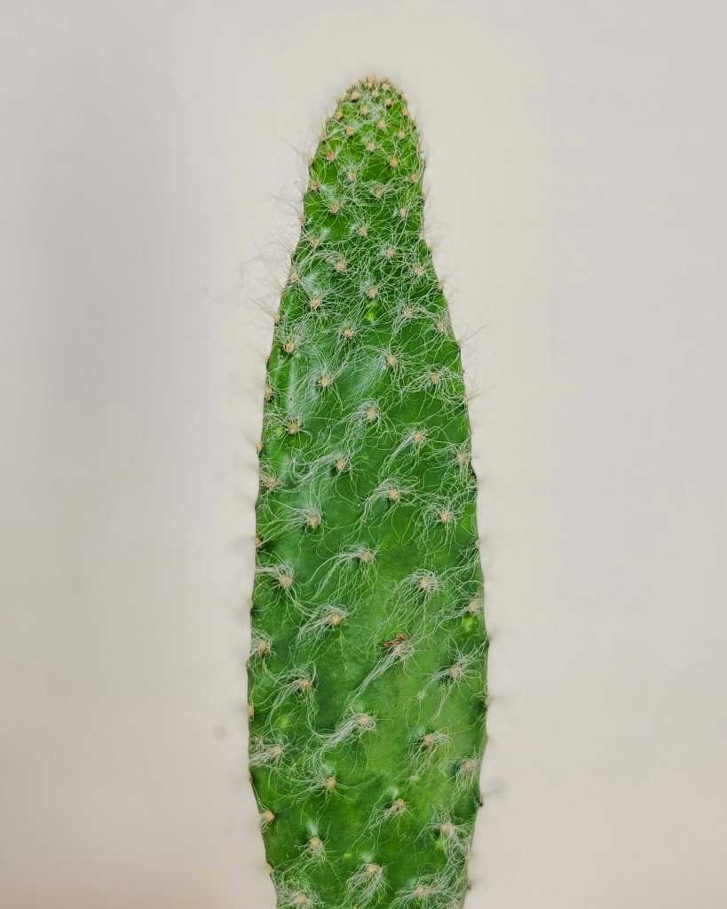Fuzzy Cactus | PlantVine