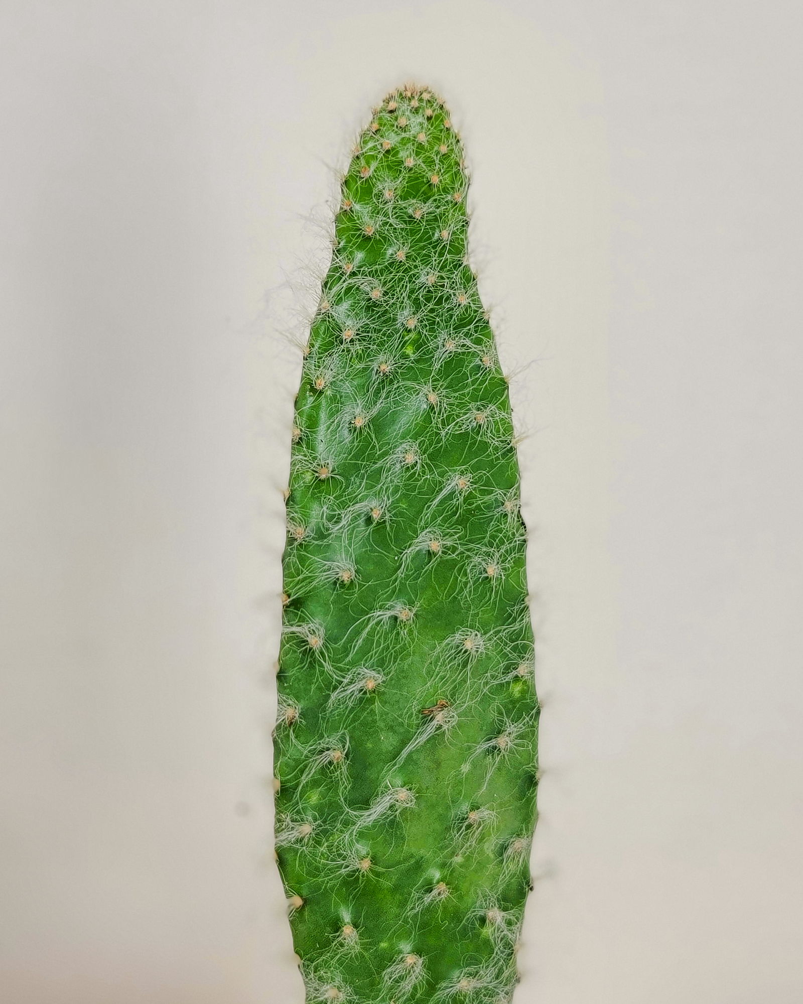 Fuzzy Cactus | PlantVine