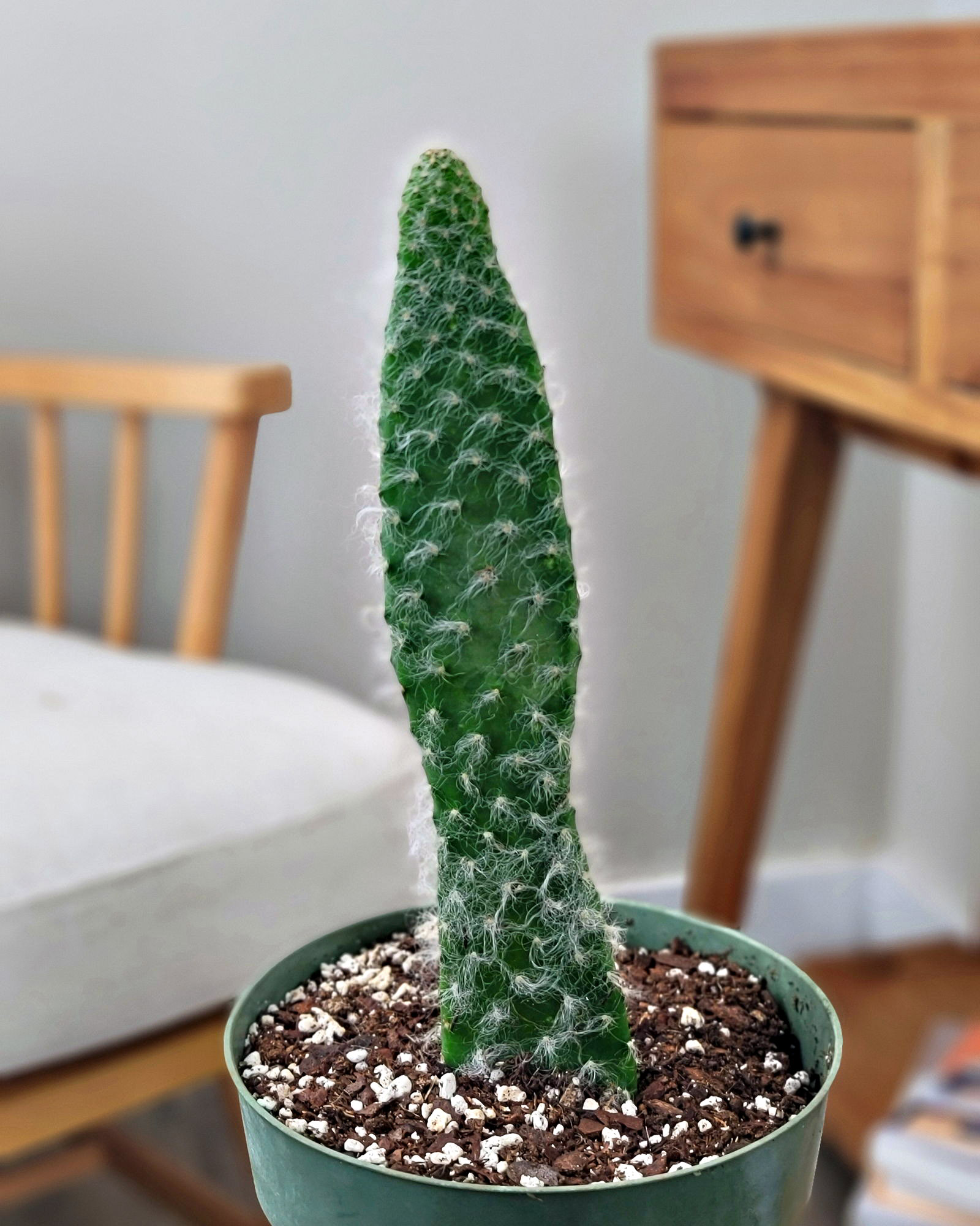 Fuzzy Cactus | PlantVine