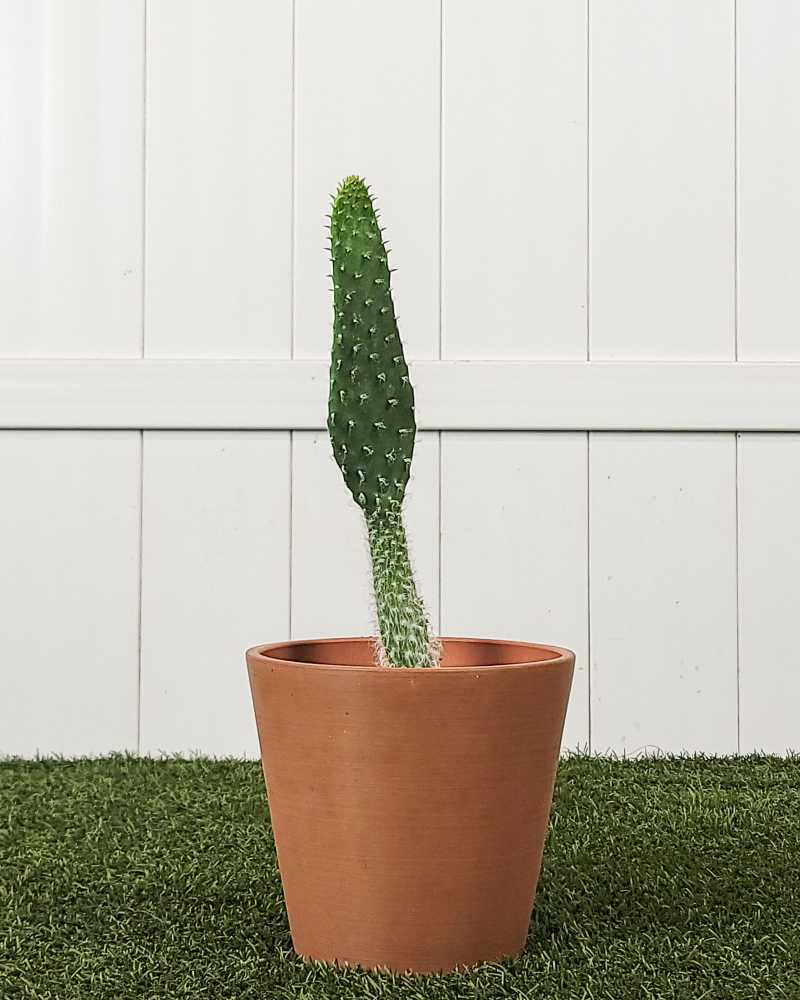 Fuzzy Cactus | PlantVine