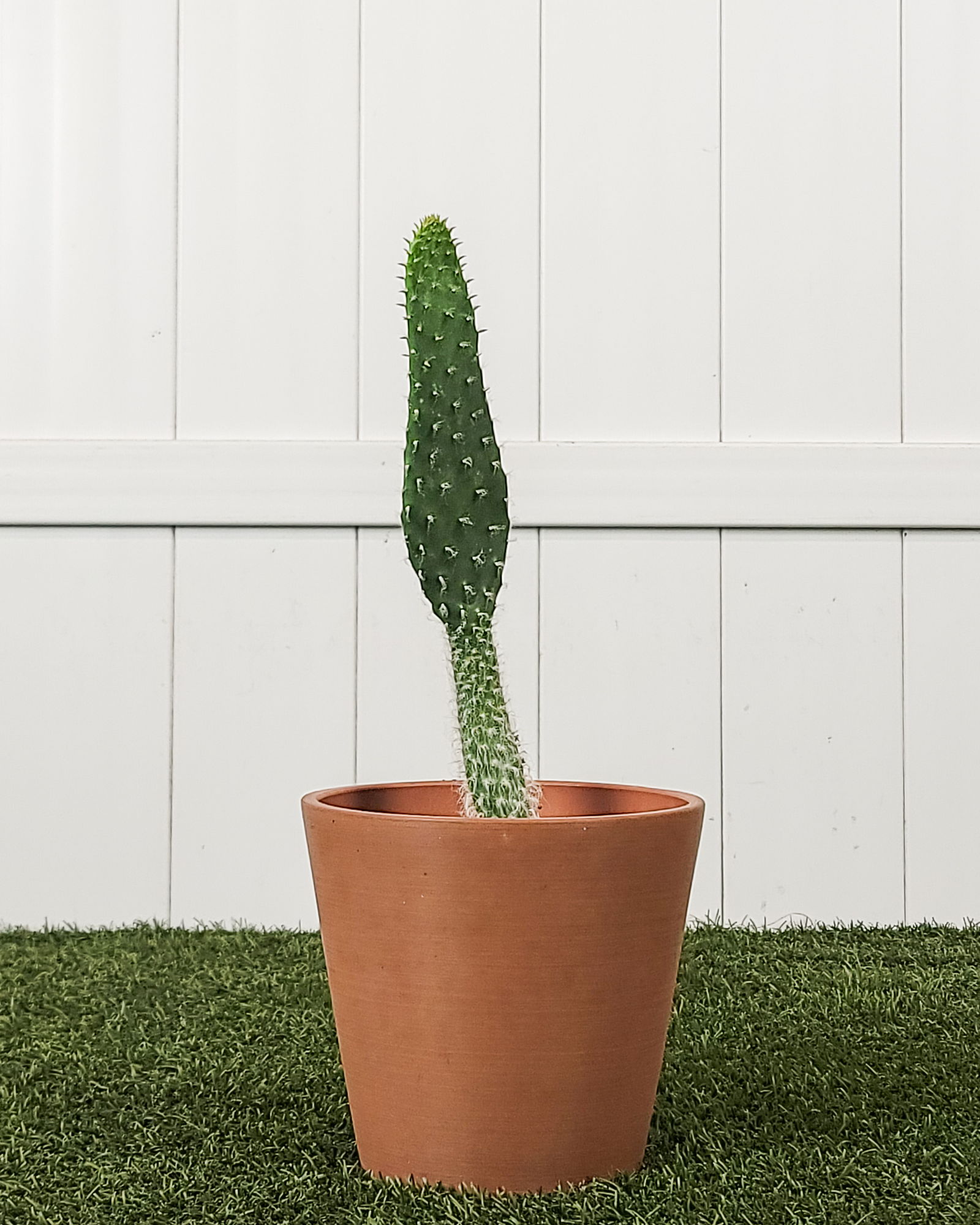 Fuzzy Cactus | PlantVine