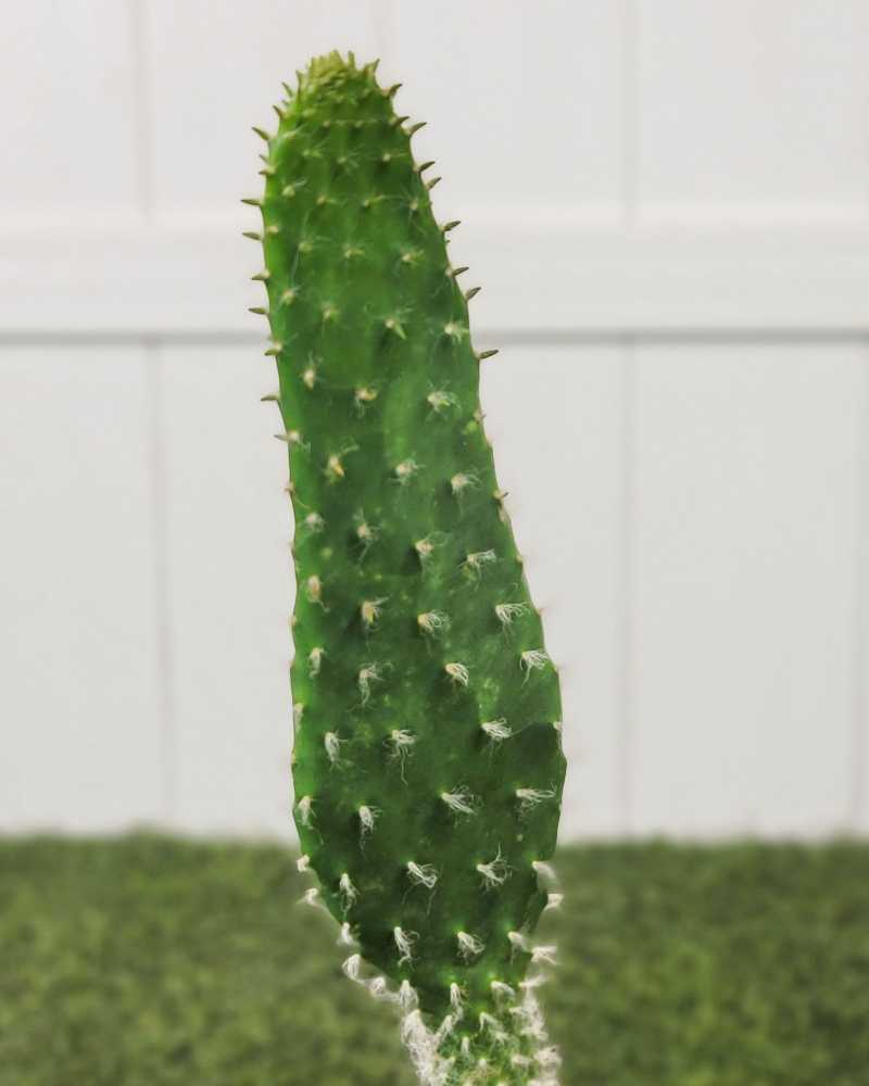 Fuzzy Cactus | PlantVine