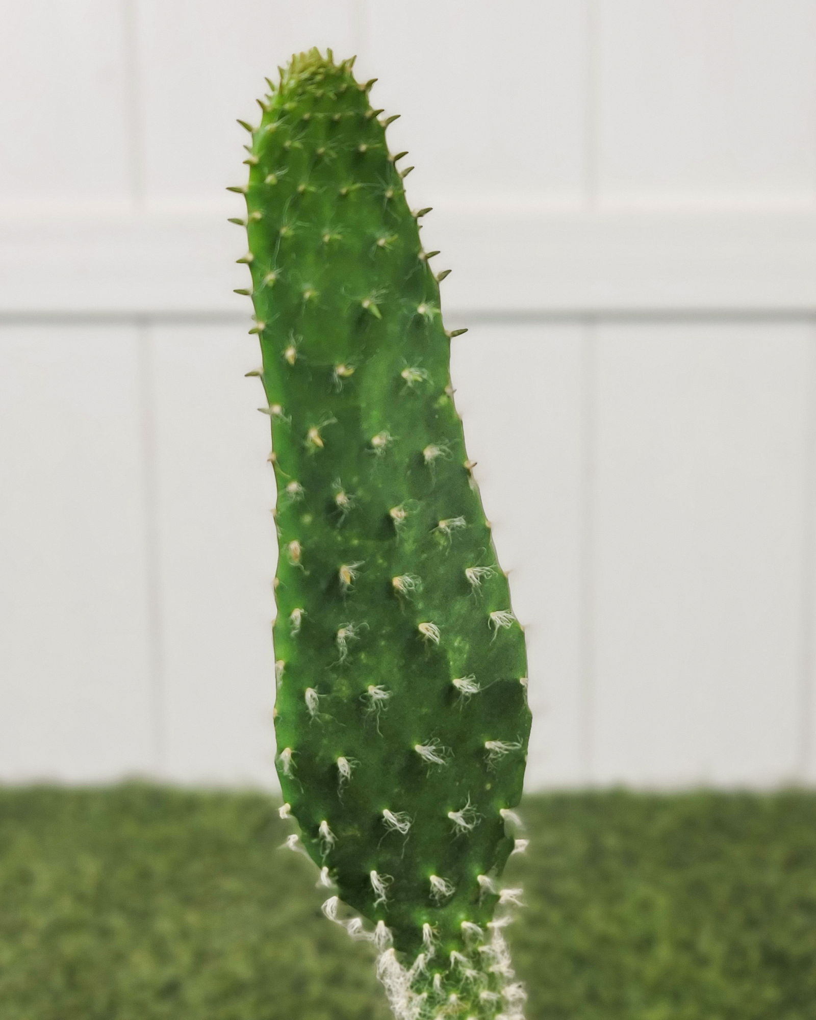 Fuzzy Cactus | PlantVine