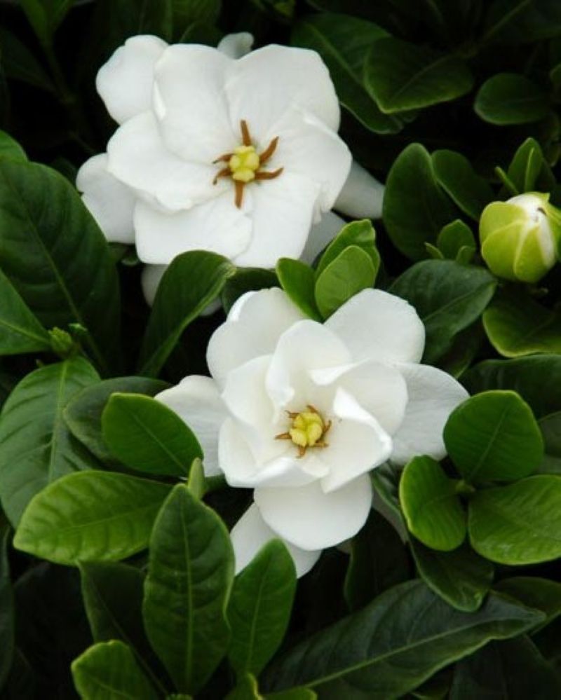 Gardenia Varieties | PlantVine