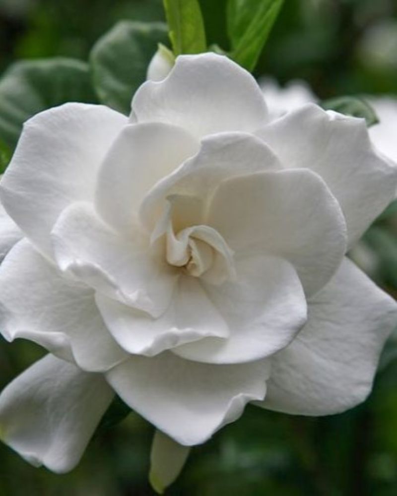 Gardenia Varieties | PlantVine