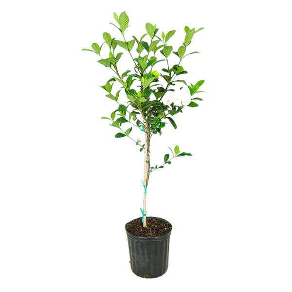 Aimee Yashioka Gardenia | PlantVine