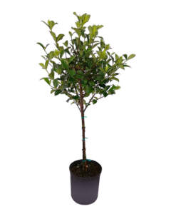 Miami Supreme Gardenia | PlantVine