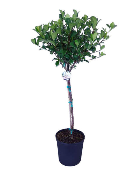 Miami Supreme Gardenia | PlantVine