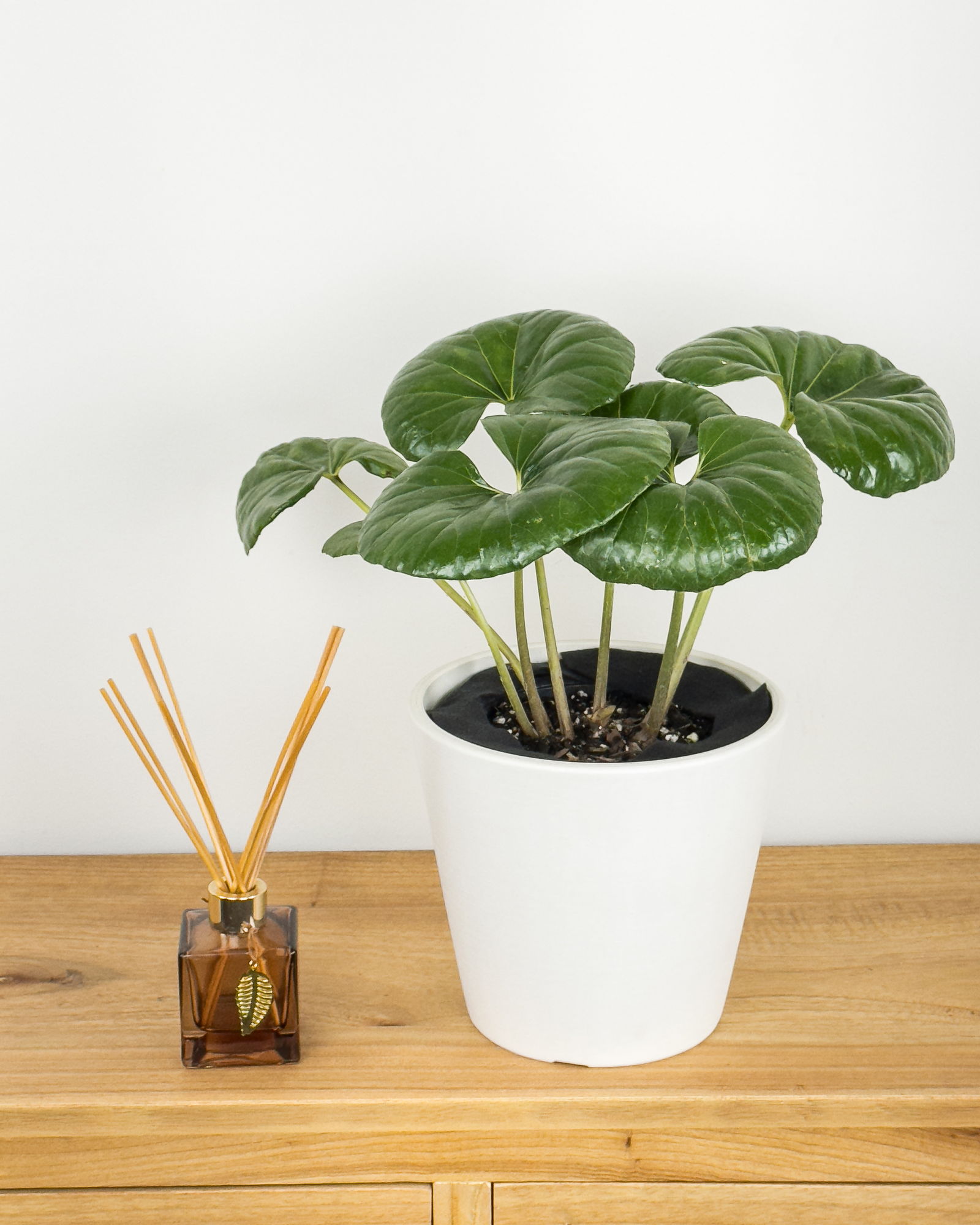 Giant Leopard Plant | PlantVine